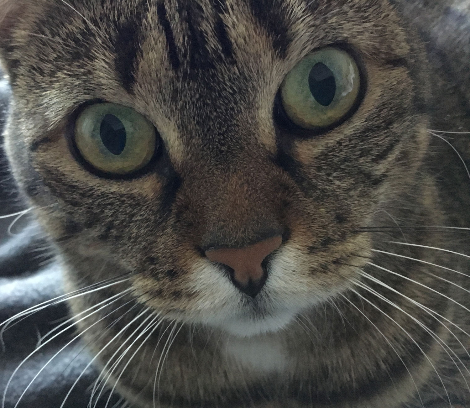 Cat Blog by pet-interiors